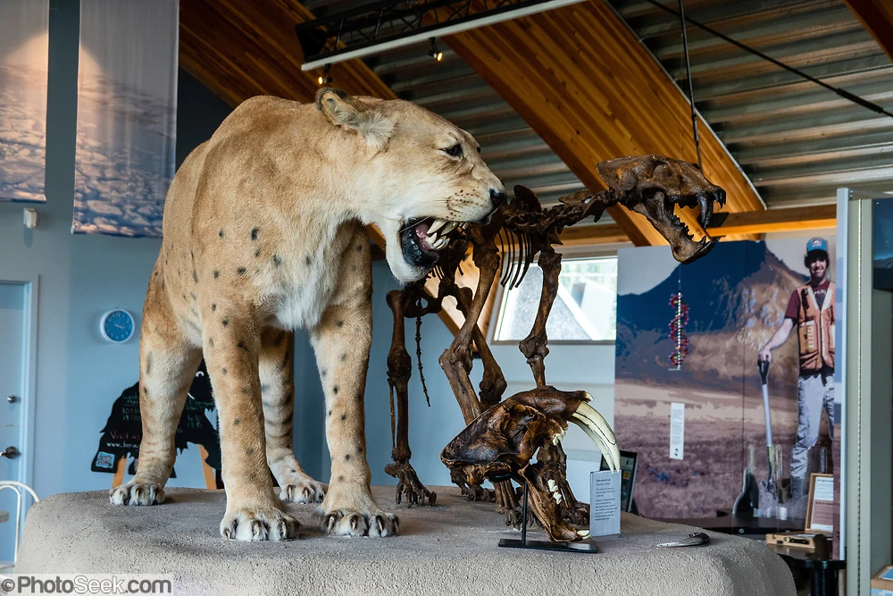 Homotherium | Animal Simulator Wiki | Fandom