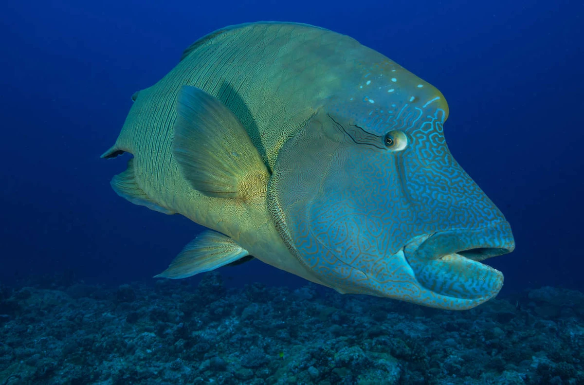 Napoleonfish | Animal Simulator Wiki | Fandom