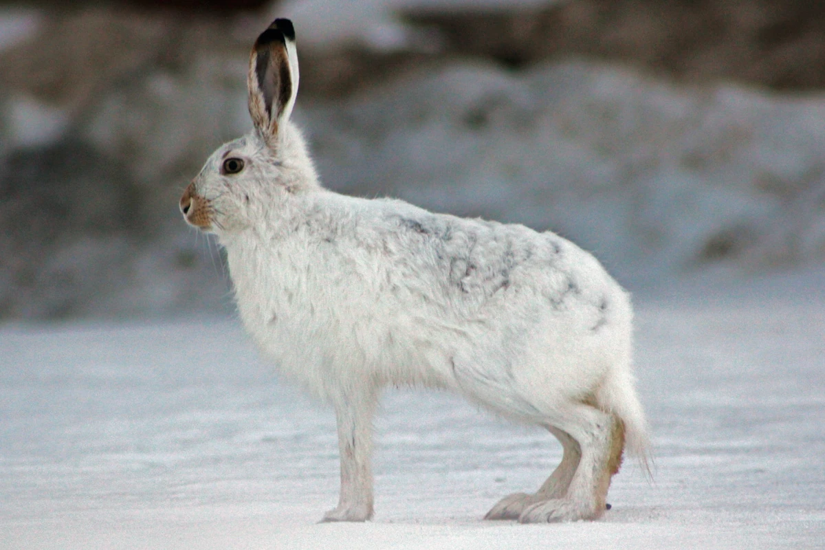 Arctic hare | Animal Simulator Wiki | Fandom