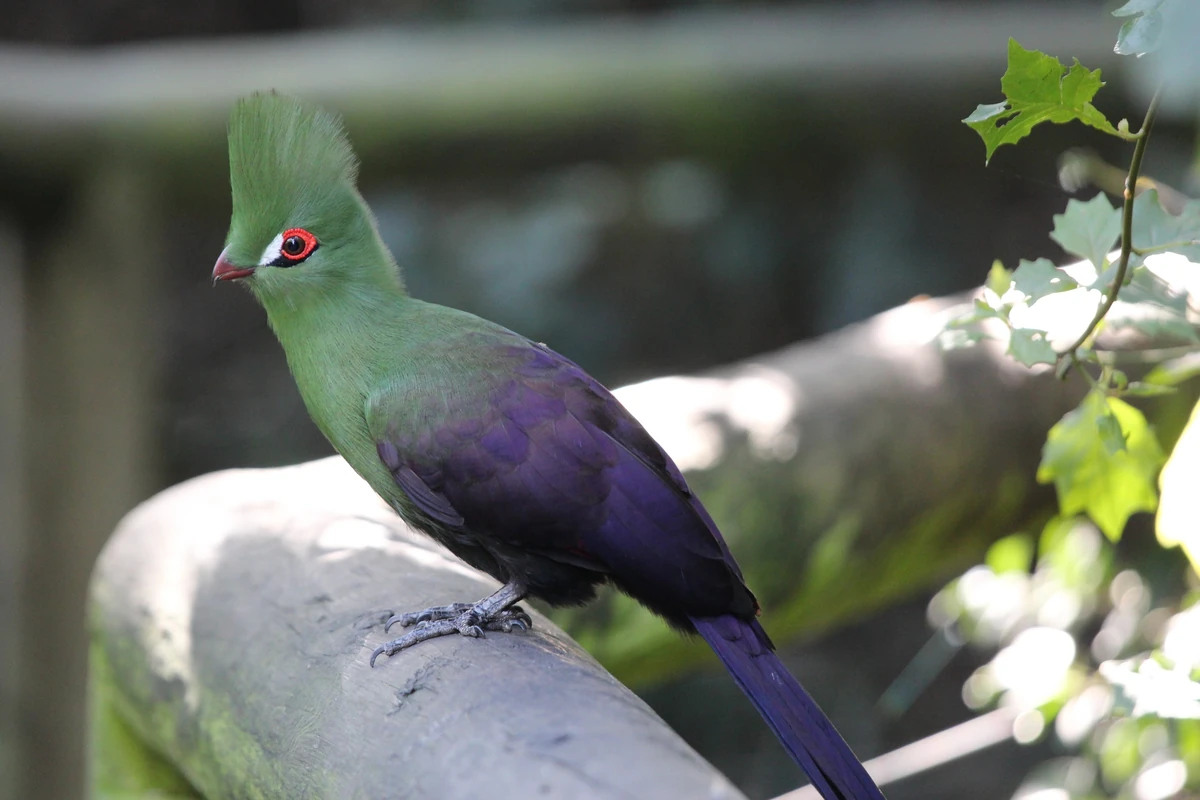 Turaco | Animal Simulator Wiki | Fandom