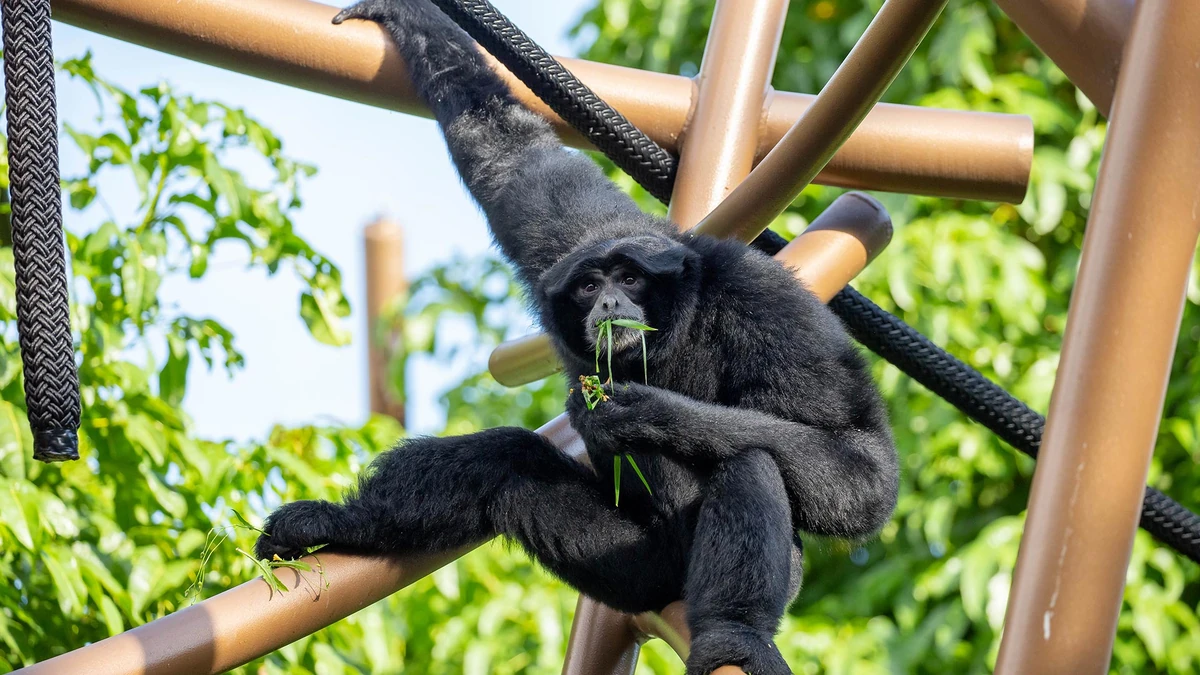 Siamang | Animal Simulator Wiki | Fandom
