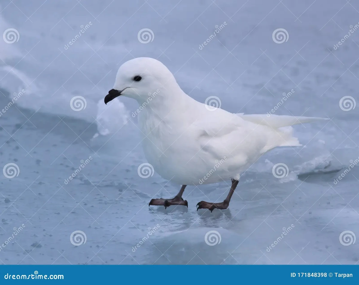 Petrel | Animal Simulator Wiki | Fandom