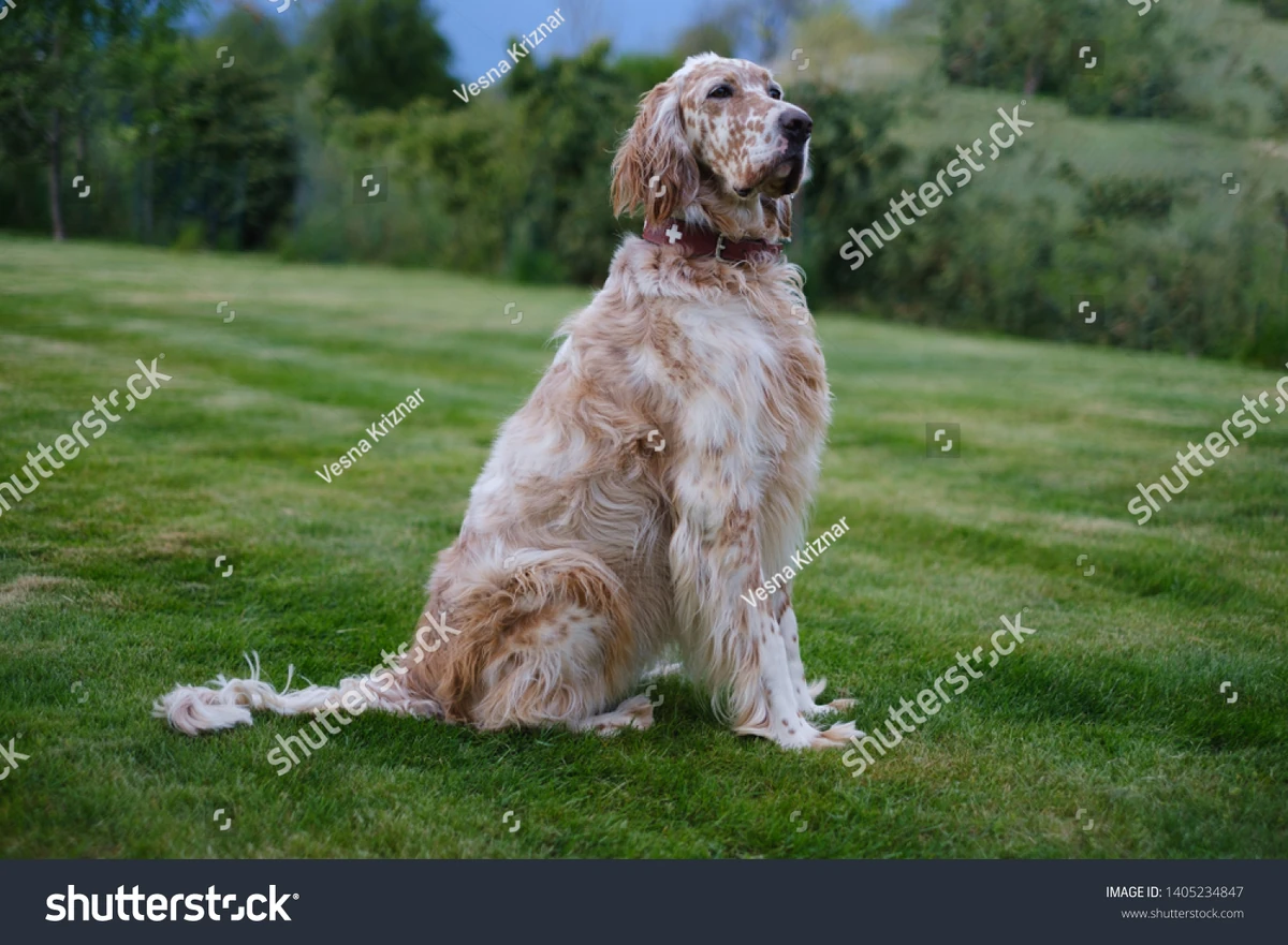 English setter | Animal Simulator Wiki | Fandom