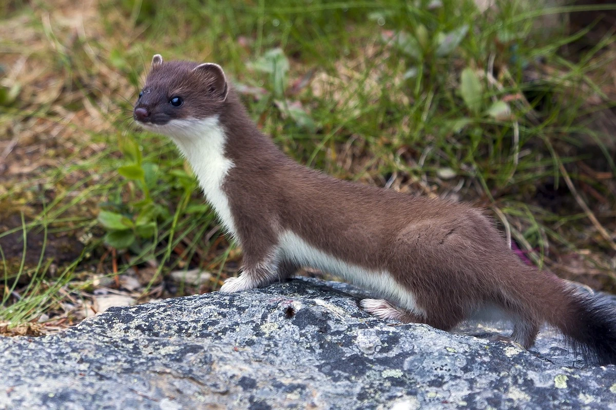Weasel | Animal Simulator Wiki | Fandom