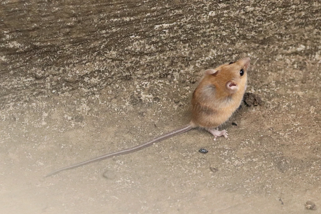 Climbing mouse | Animal Simulator Wiki | Fandom