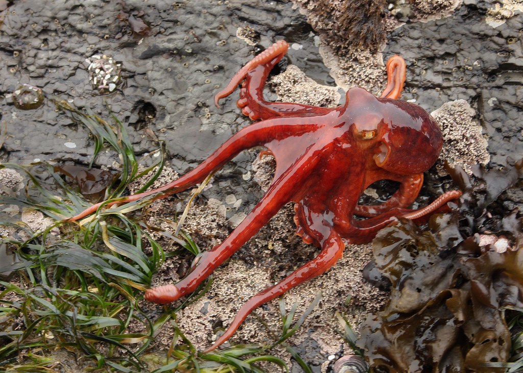 Octopus (playable animal) | Animal Simulator Wiki | Fandom