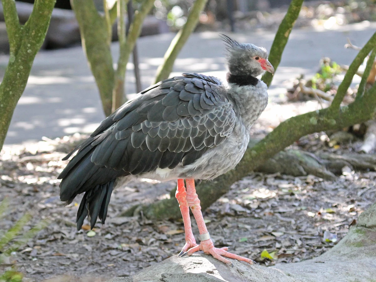 Screamer | Animal Simulator Wiki | Fandom