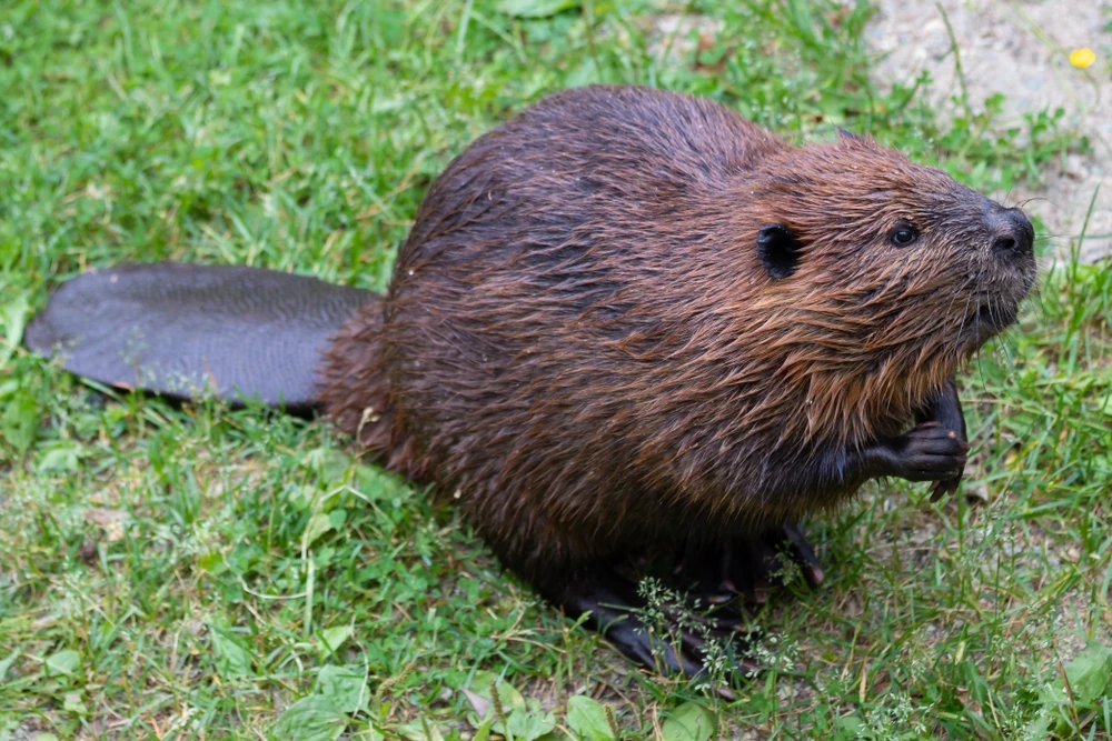 Beaver (enemy) | Animal Simulator Wiki | Fandom