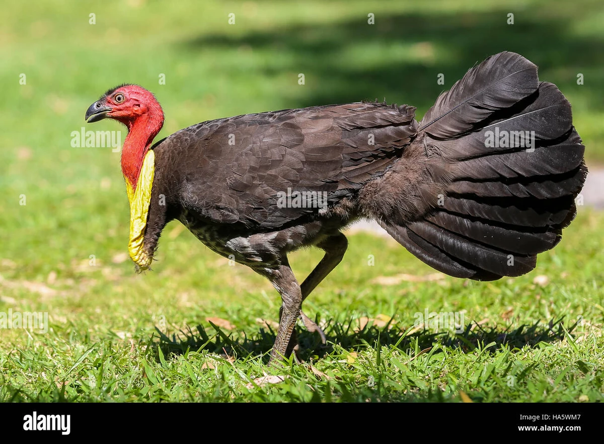 Brushturkey | Animal Simulator Wiki | Fandom