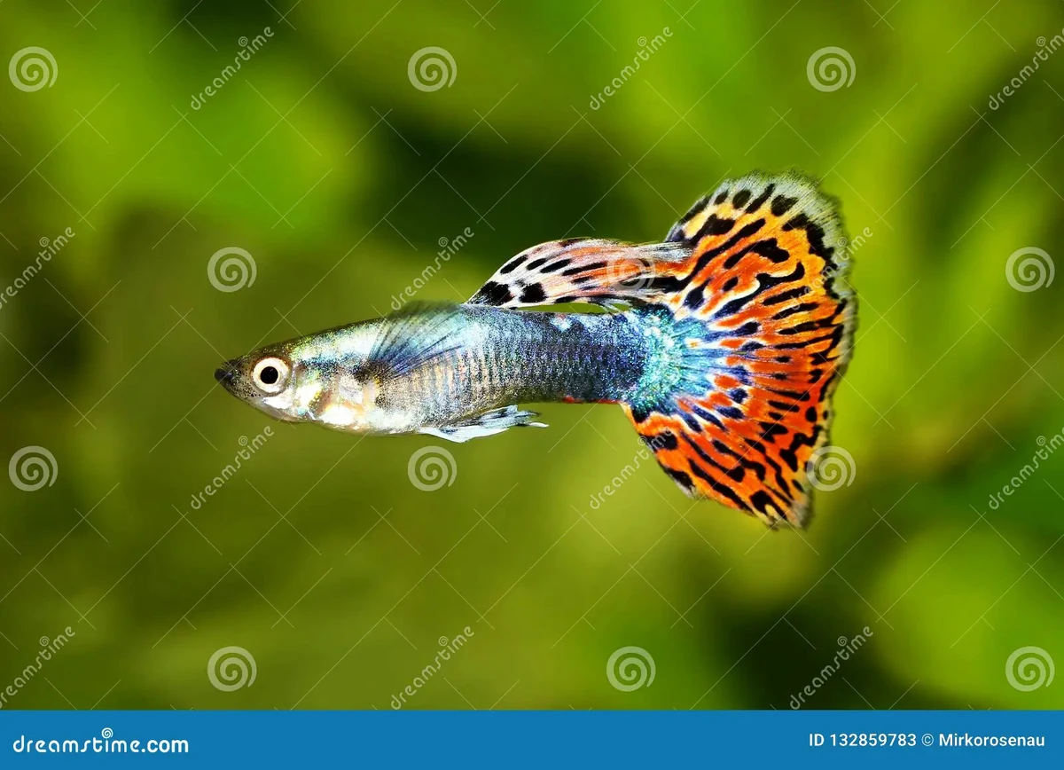 Guppy | Animal Simulator Wiki | Fandom