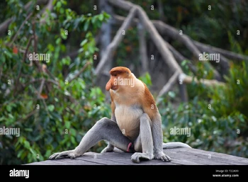 Proboscis monkey | Animal Simulator Wiki | Fandom
