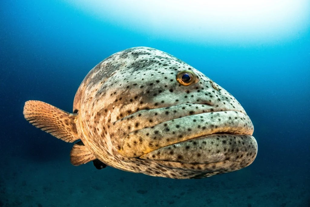 Grouper | Animal Simulator Wiki | Fandom