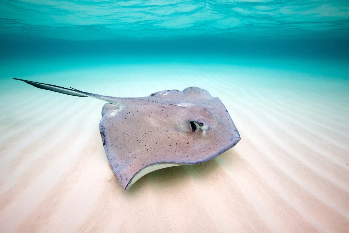 Stingray (enemy) | Animal Simulator Wiki | Fandom
