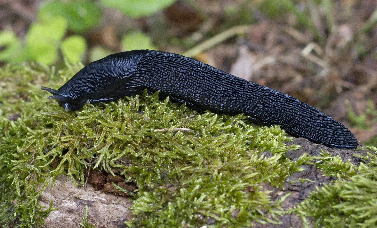 Slug | Animal Simulator Wiki | Fandom