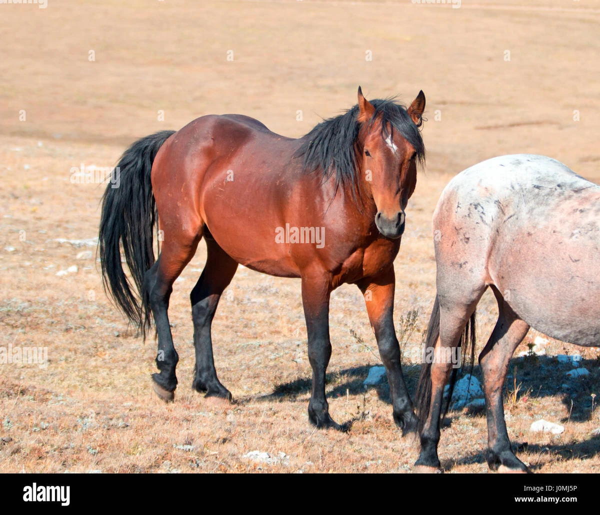 Mustang | Animal Simulator Wiki | Fandom