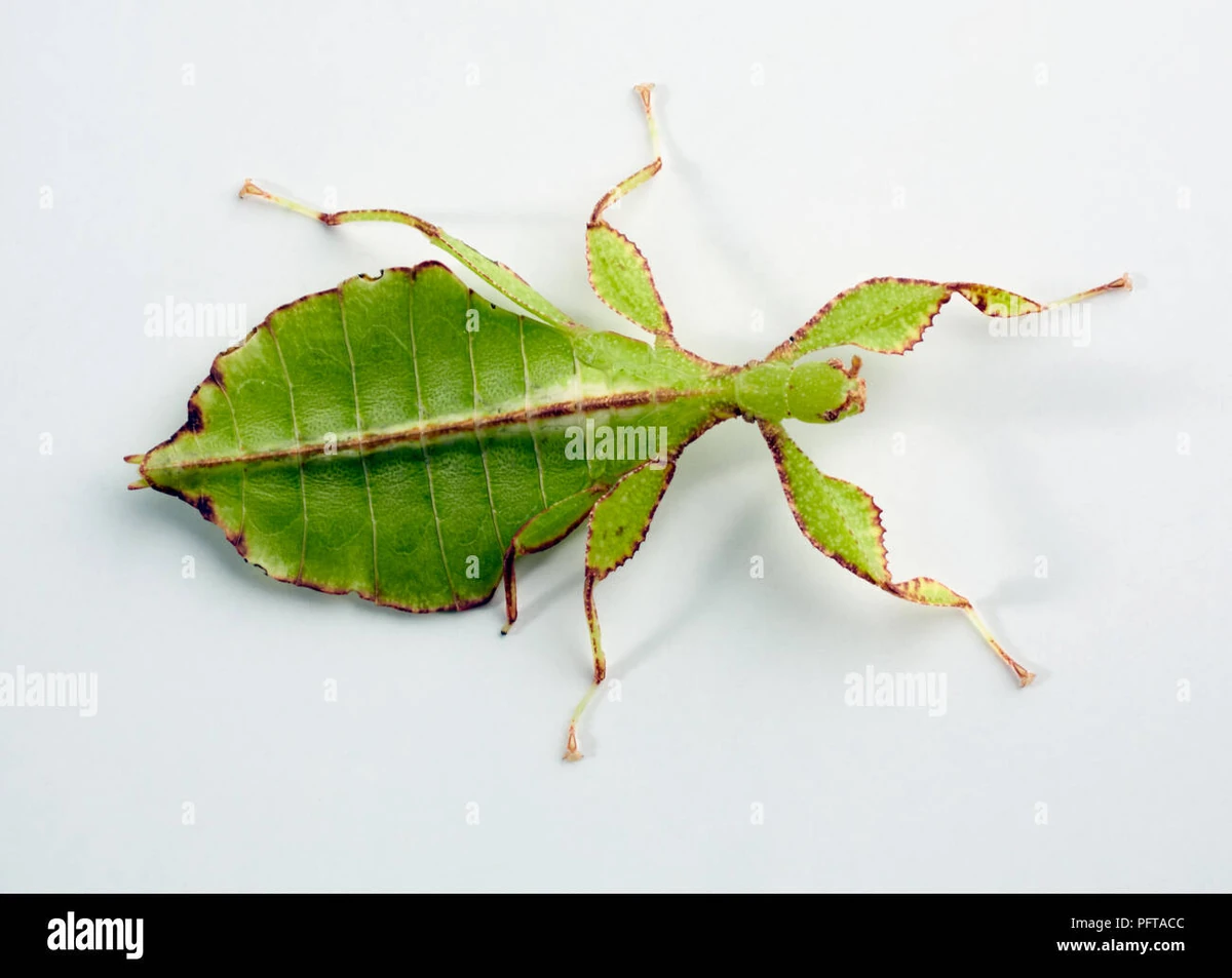 Leaf insect | Animal Simulator Wiki | Fandom
