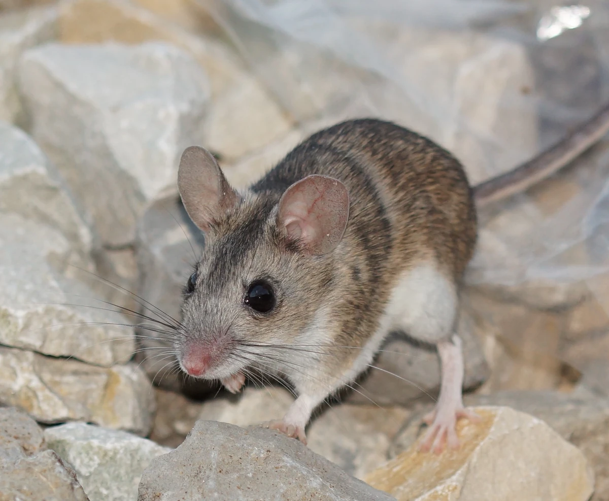 Macedonian mouse | Animal Simulator Wiki | Fandom