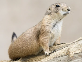 Gopher | Animal Simulator Wiki | Fandom