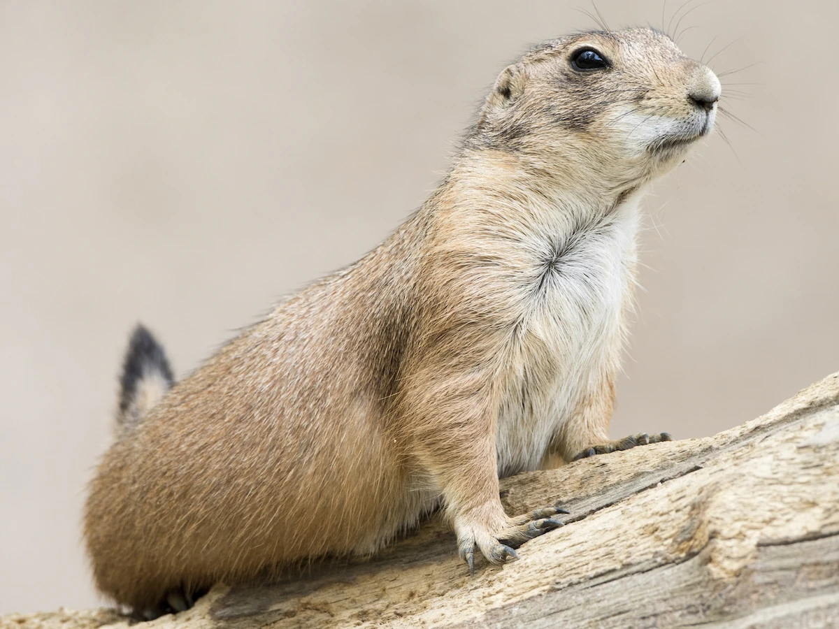 Gopher | Animal Simulator Wiki | Fandom