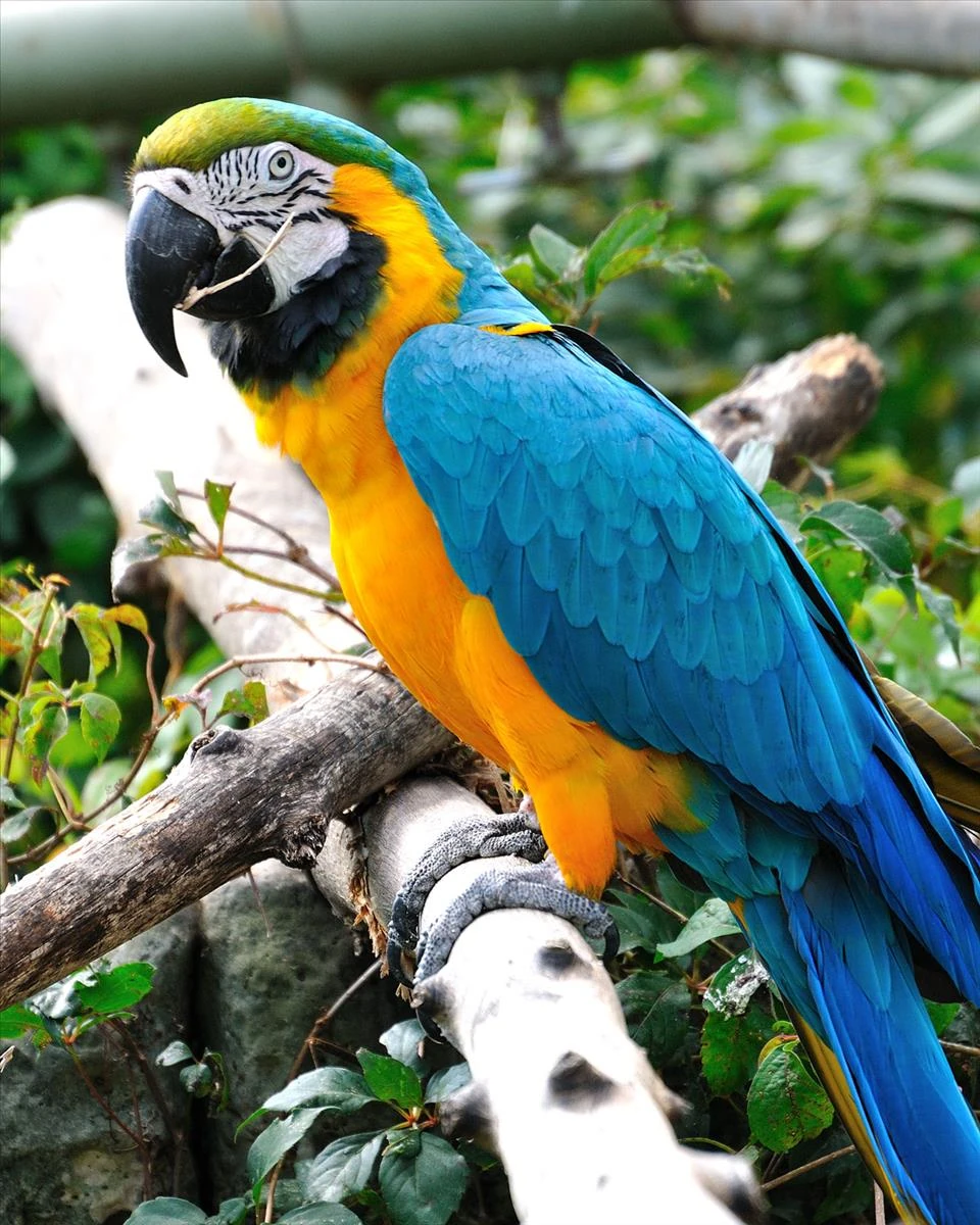 Macaw | Animal Simulator Wiki | Fandom