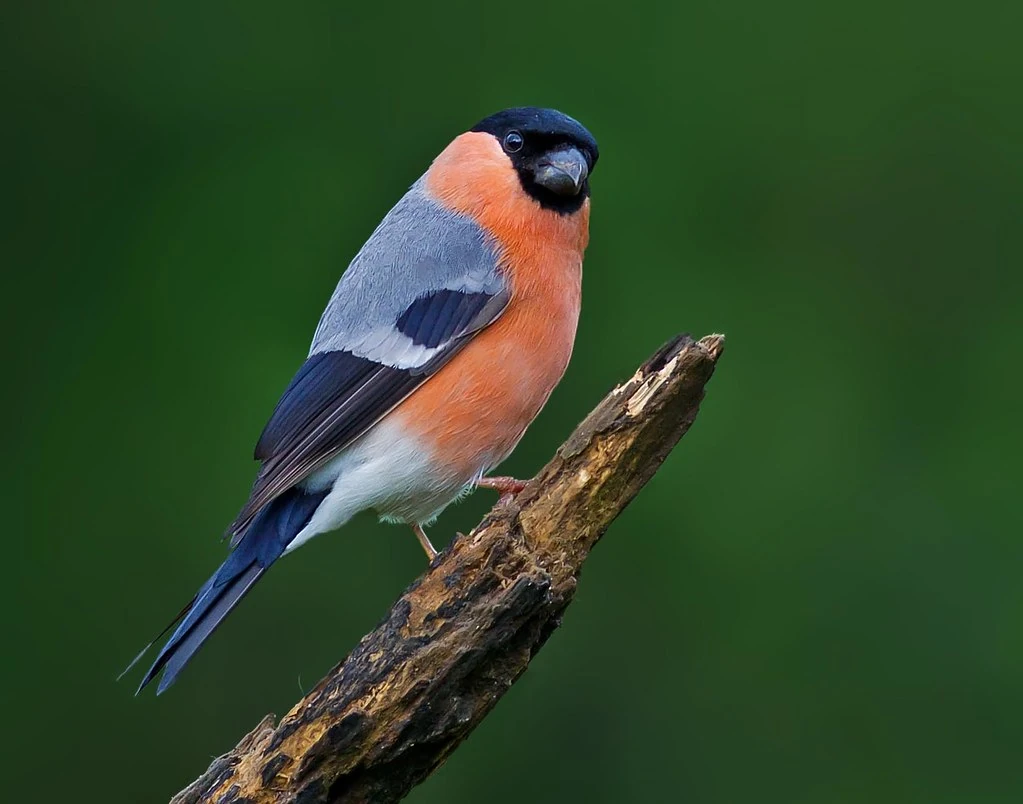 Bullfinch | Animal Simulator Wiki | Fandom