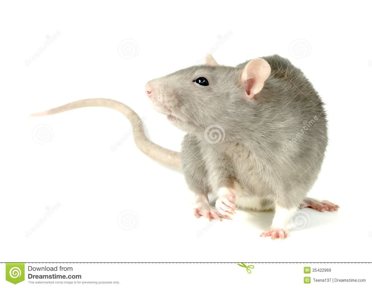 Rat (enemy) | Animal Simulator Wiki | Fandom