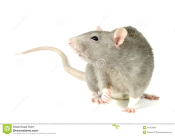 Rat (enemy) | Animal Simulator Wiki | Fandom