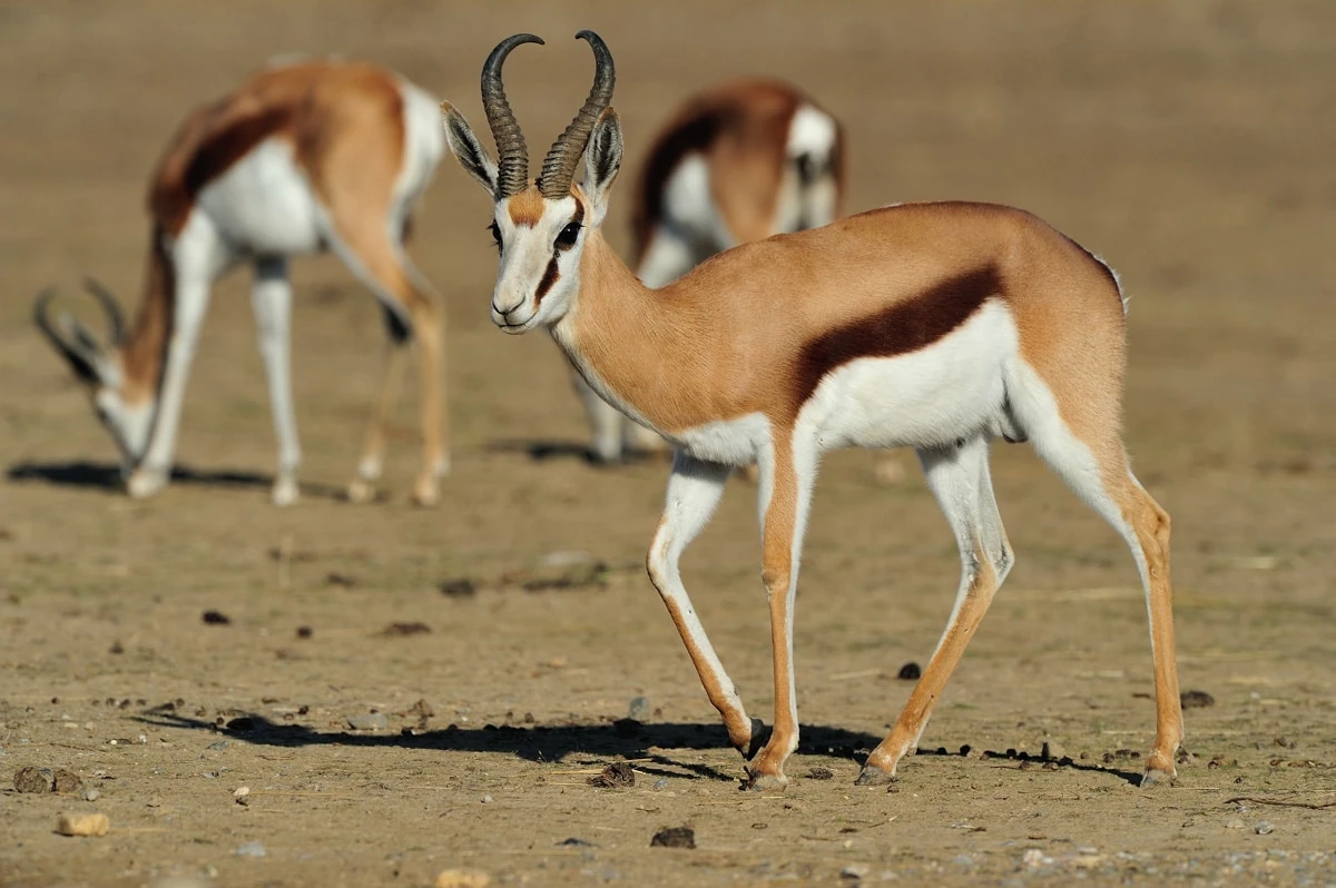 Springbok | Animal Simulator Wiki | Fandom