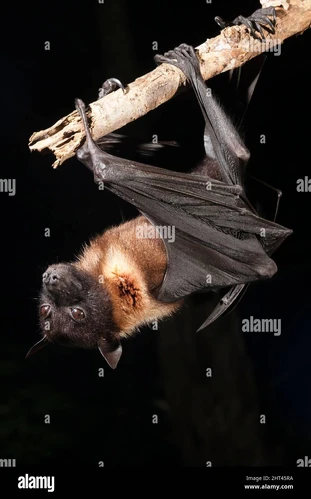 Bat (playable animal) | Animal Simulator Wiki | Fandom