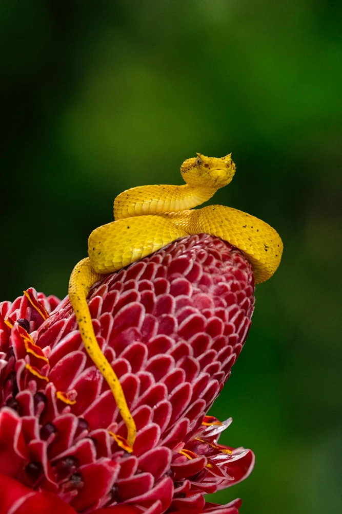 Viper | Animal Simulator Wiki | Fandom