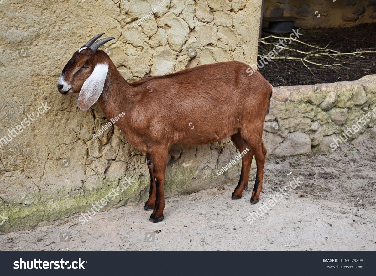 Goat (enemy) | Animal Simulator Wiki | Fandom