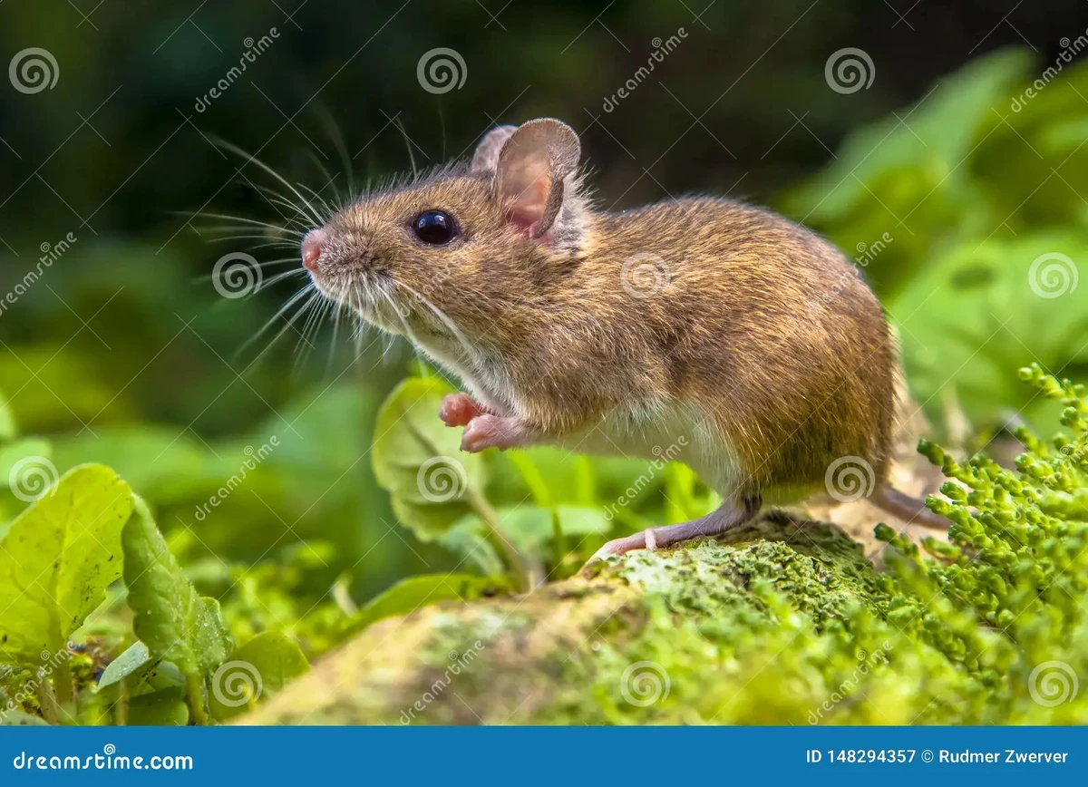Wood mouse | Animal Simulator Wiki | Fandom