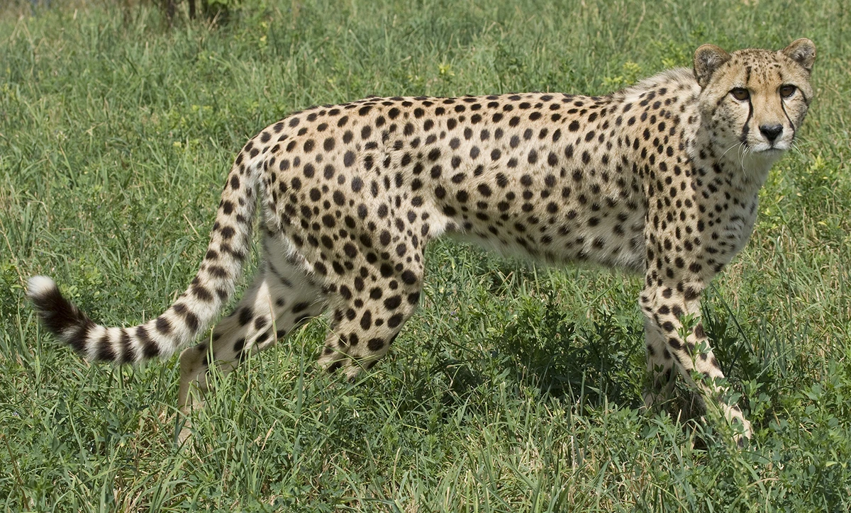 Cheetah (enemy) | Animal Simulator Wiki | Fandom