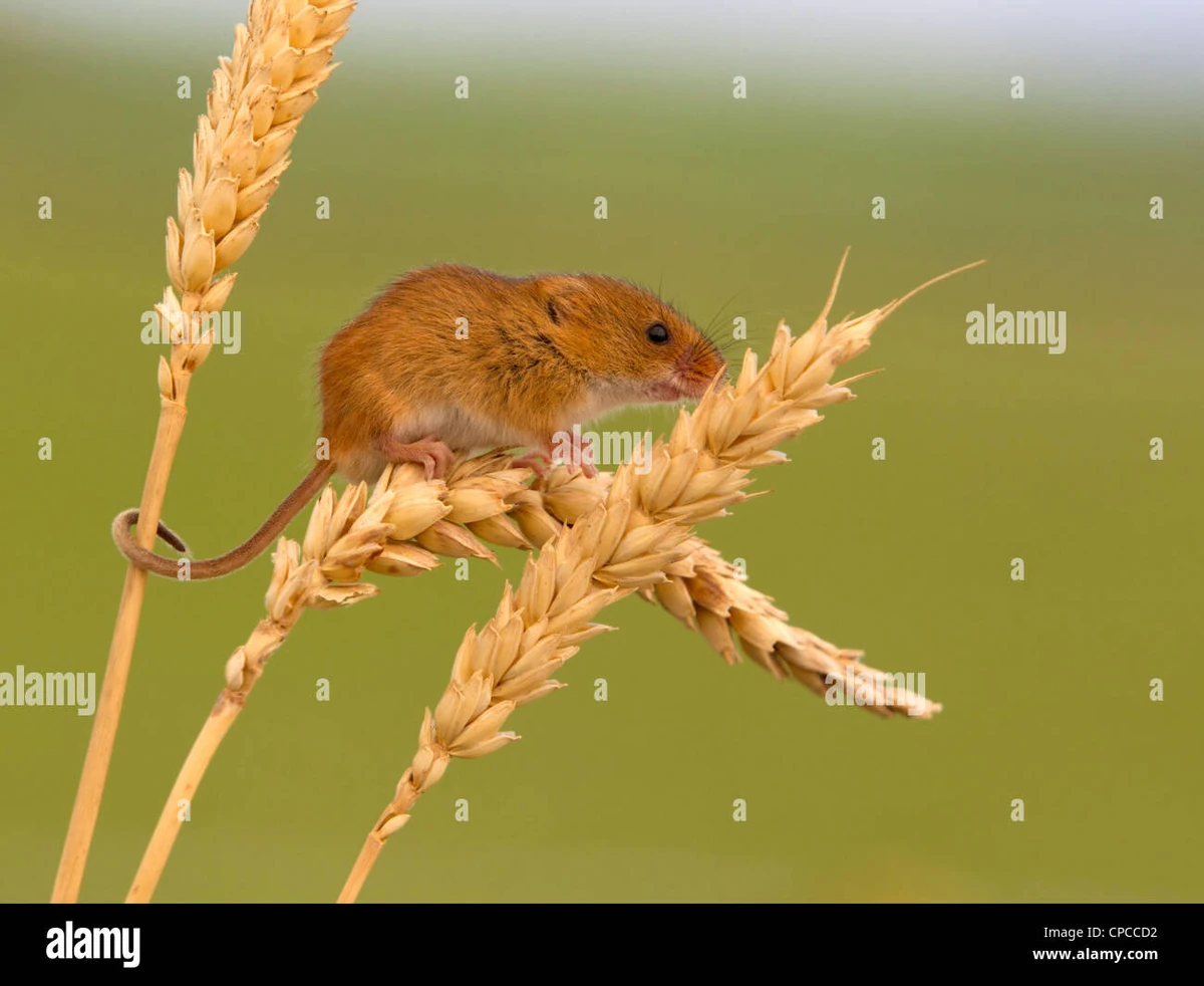 Harvest mouse | Animal Simulator Wiki | Fandom