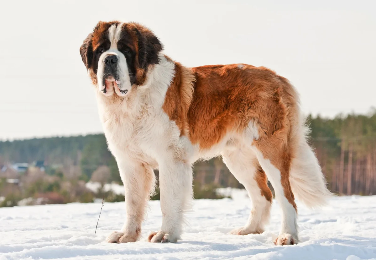 St. Bernard | Animal Simulator Wiki | Fandom