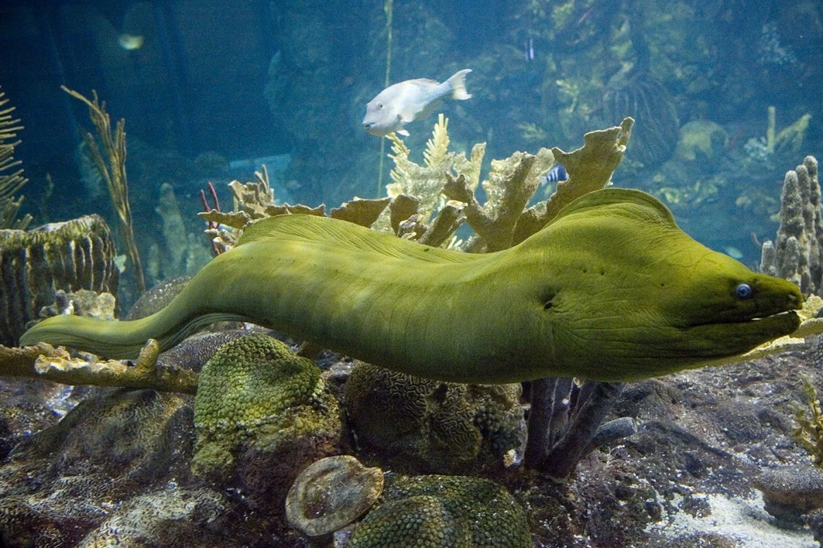 Eel (playable animal) | Animal Simulator Wiki | Fandom