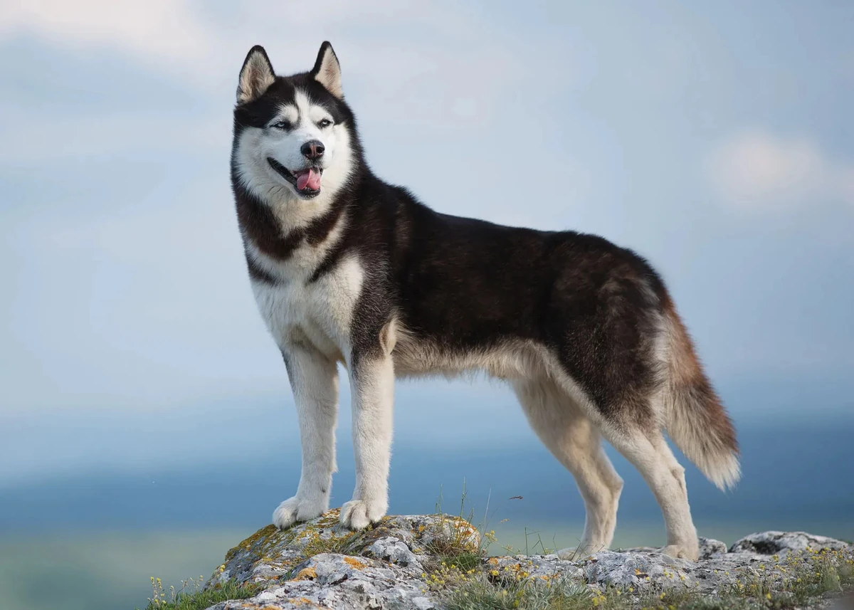 Husky | Animal Simulator Wiki | Fandom