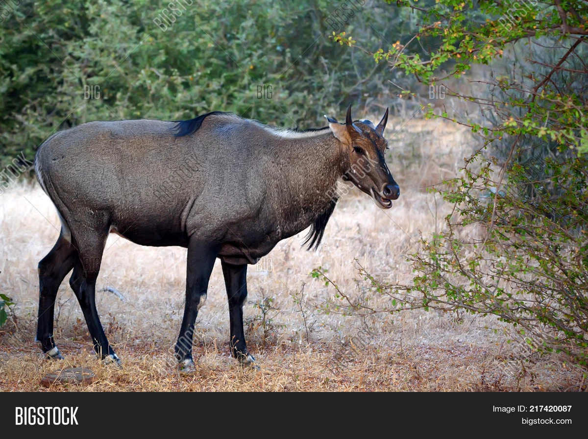 Nilgai | Animal Simulator Wiki | Fandom