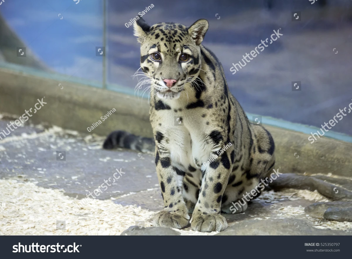 Clouded leopard | Animal Simulator Wiki | Fandom