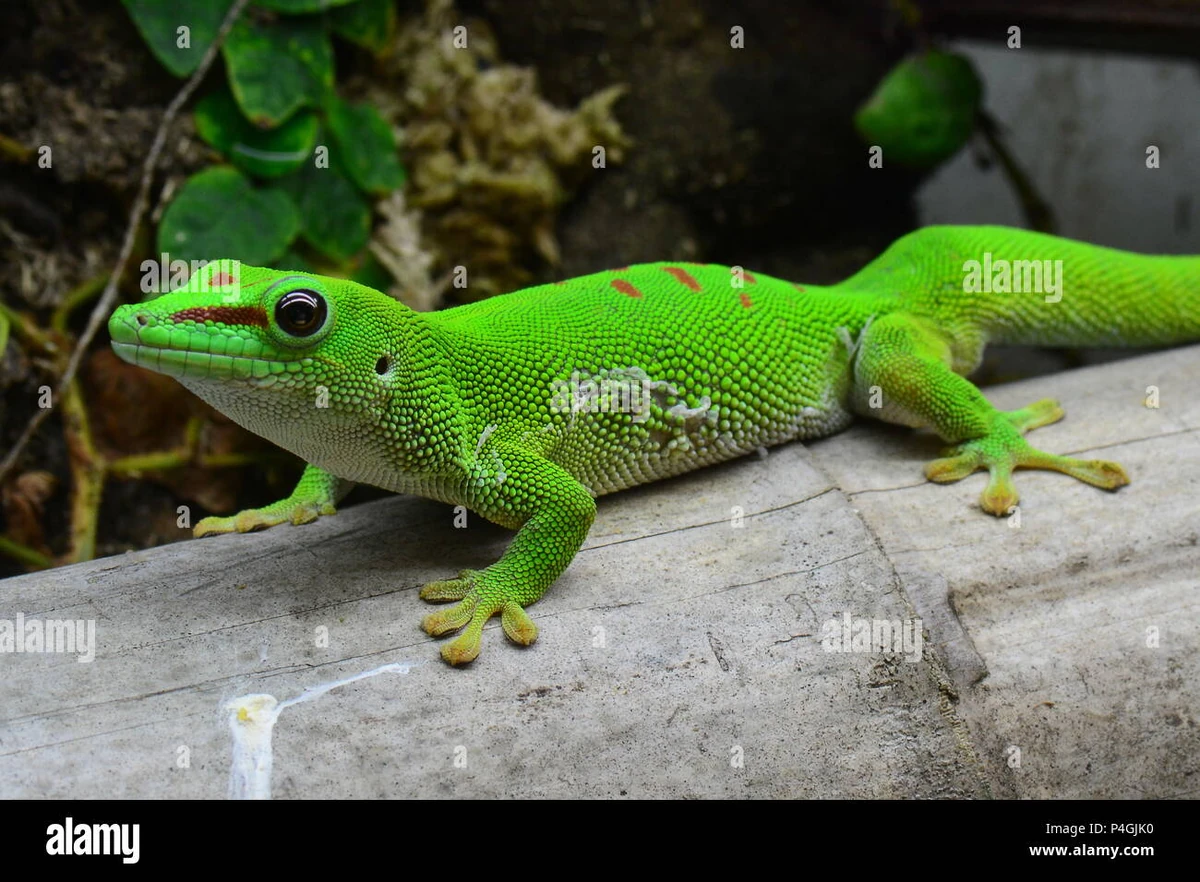 Gecko (playable animal) | Animal Simulator Wiki | Fandom