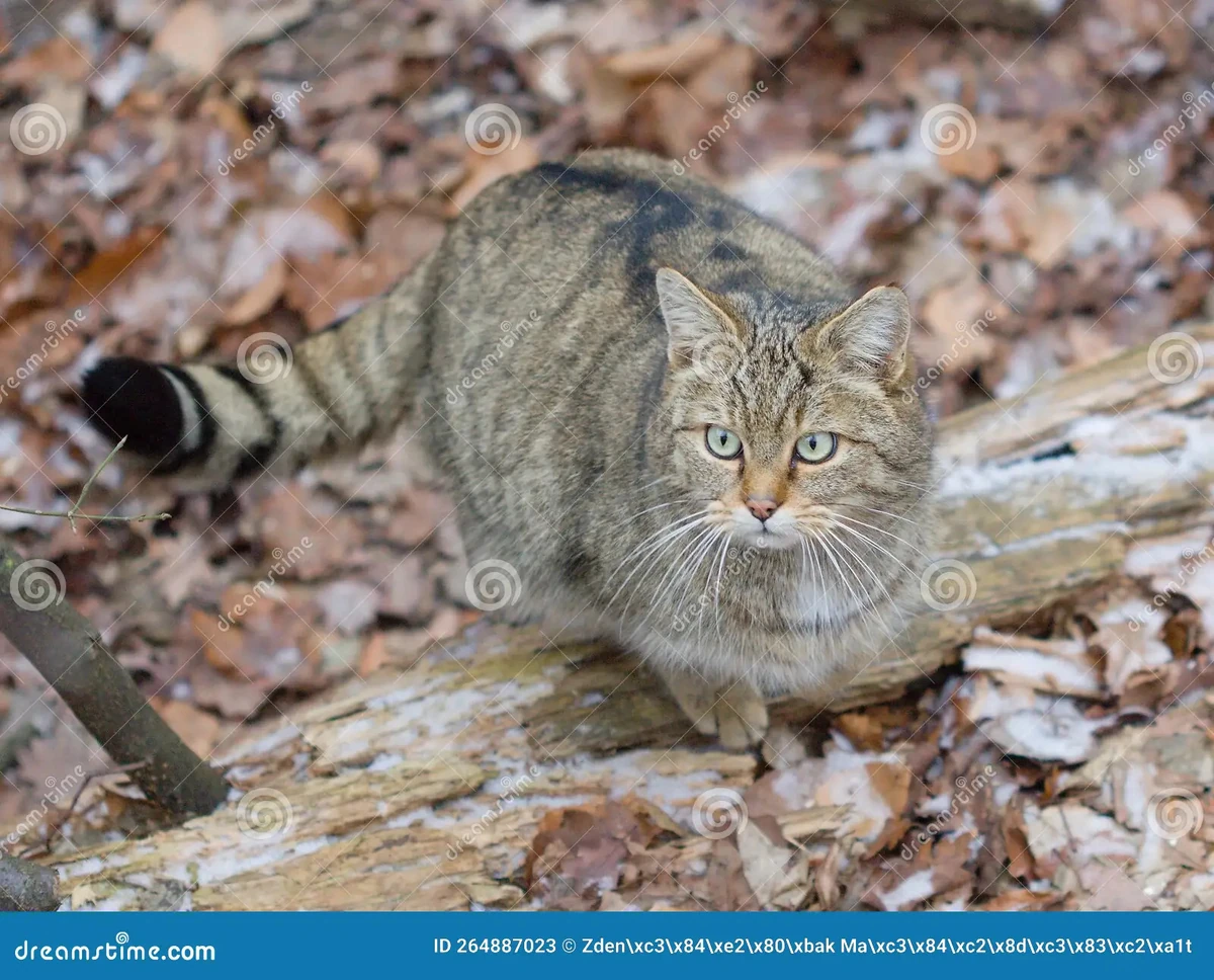 Alley cat | Animal Simulator Wiki | Fandom