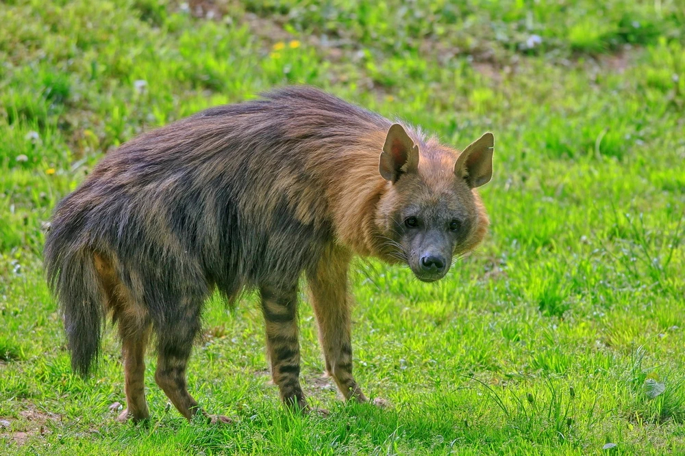 Hyena (enemy) | Animal Simulator Wiki | Fandom