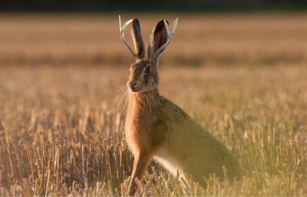 Jackalope (enemy) | Animal Simulator Wiki | Fandom