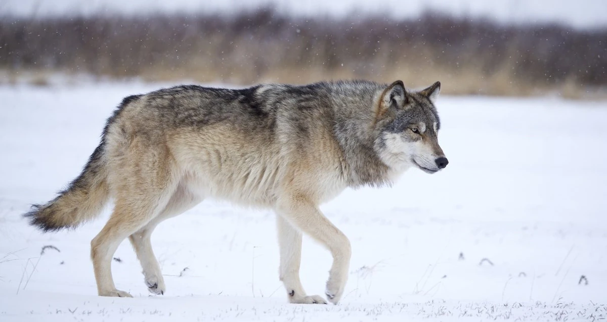 Wolf (enemy) | Animal Simulator Wiki | Fandom