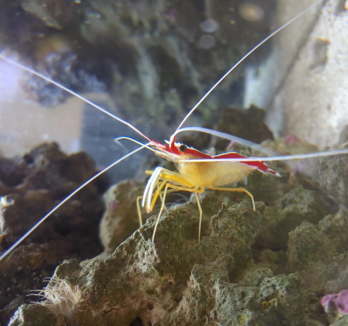 Cleaner shrimp | Animal Simulator Wiki | Fandom