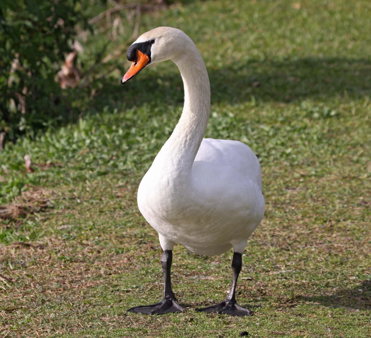 Swan | Animal Simulator Wiki | Fandom