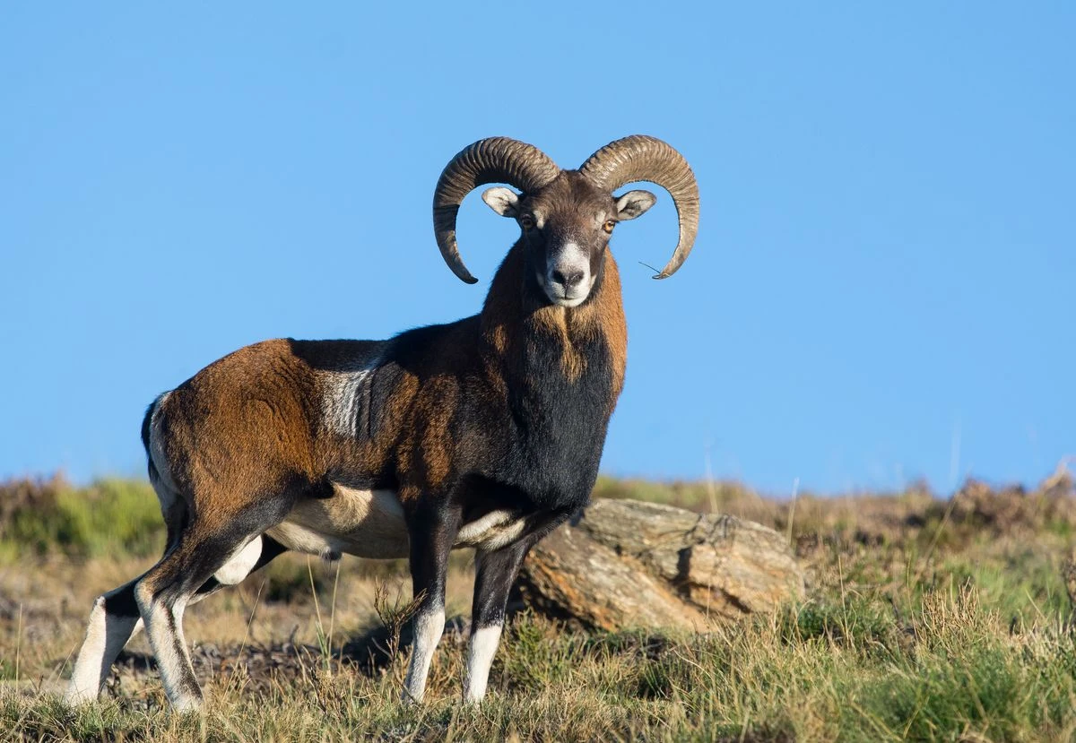 Mouflon | Animal Simulator Wiki | Fandom