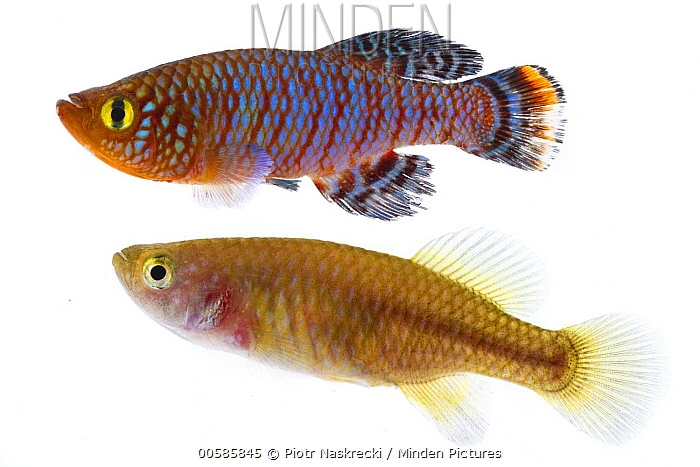 Killifish | Animal Simulator Wiki | Fandom