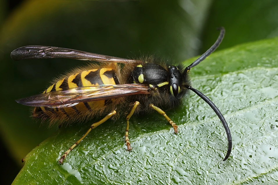 Wasp (transformation) | Animal Simulator Wiki | Fandom