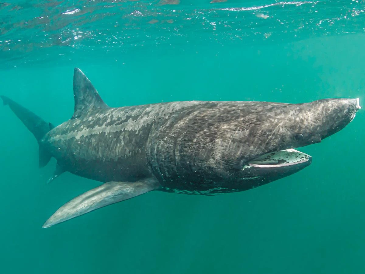 Basking shark | Animal Simulator Wiki | Fandom